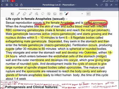 Plasmodium lec8 part 2 - YouTube