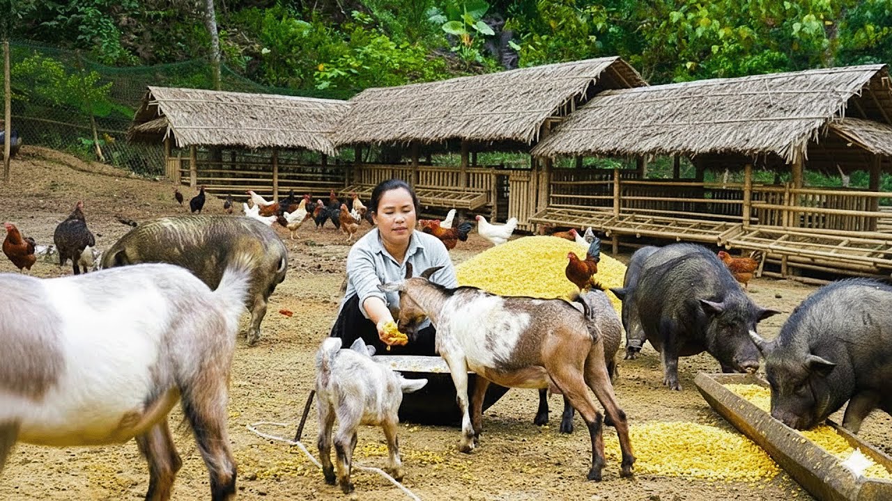 How We Harvest & Prepare Corn Feed for Pigs, Chickens & Goats – Fresh ...