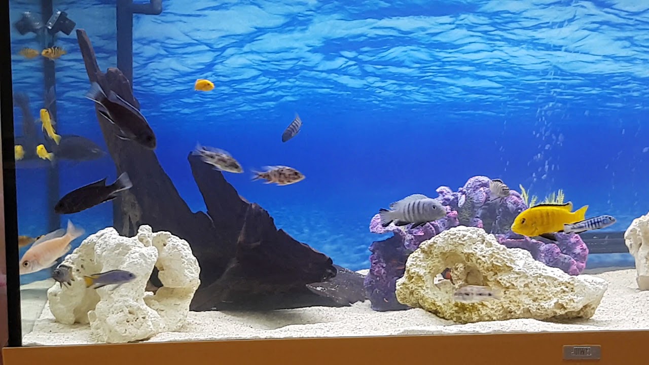 My Mbuna tank - YouTube