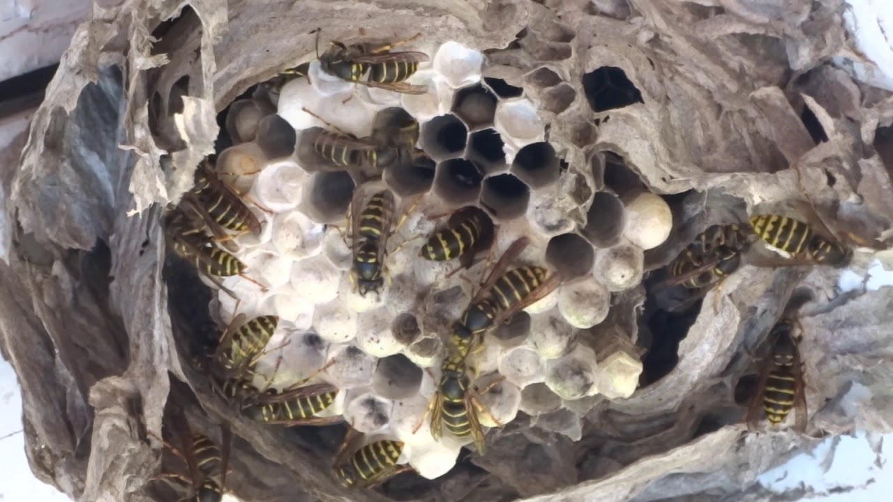 Getingbo Getingar Geting Getingbilla Wasp - YouTube