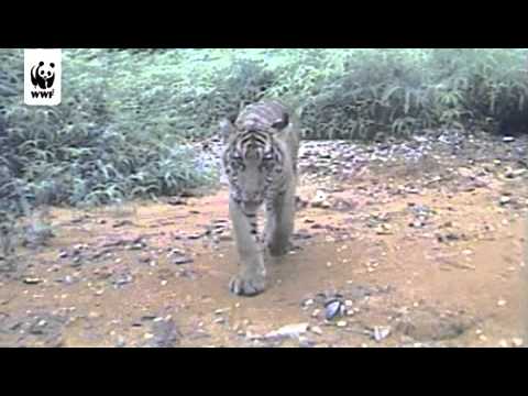Tiger cubs sniff WWF camera trap - YouTube
