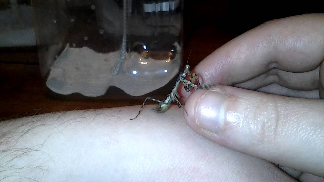 L5 female Parasphndale agrionina, Maulon-Et - YouTube
