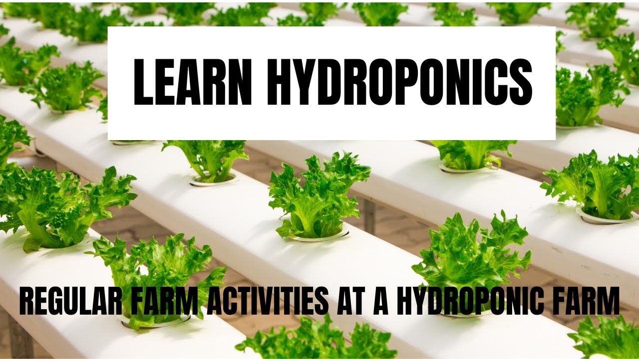 Regular Activities at a Hydroponic Farm || Learn Hydroponics || Full ...
