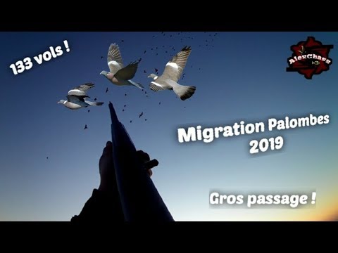 CHASSE aux PALOMBES | MIGRATION OCTOBRE 2019 - YouTube