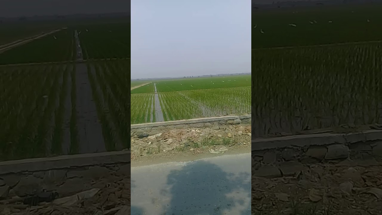 Asli bango oh bango alami yyyy - YouTube