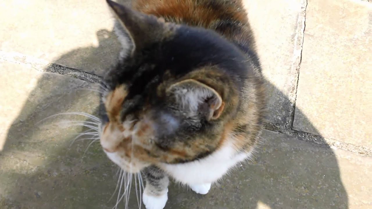 Cat meowing without sound - YouTube