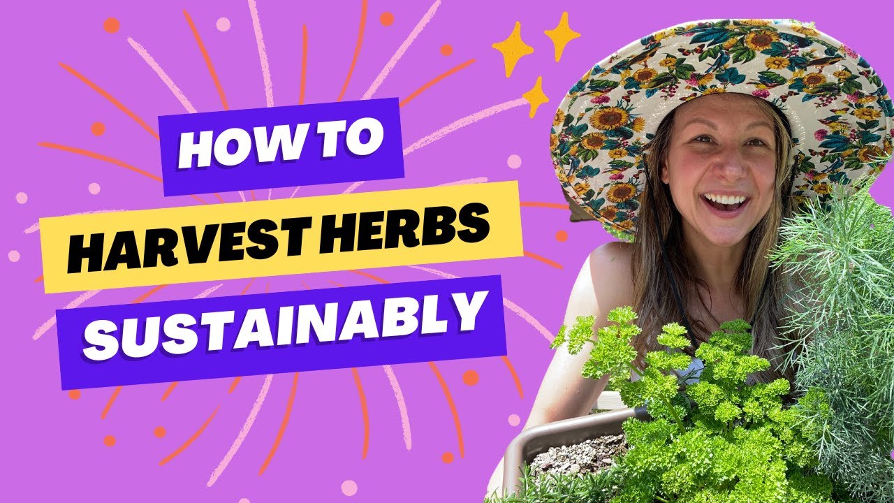 How To Harvest Herbs (And Keep Them Growing!) - YouTube