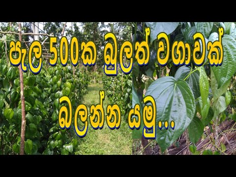 පැල 500ක බුලත් වගාවක්. Betel Cultivation in Sri Lanka. bulath wagawa ...