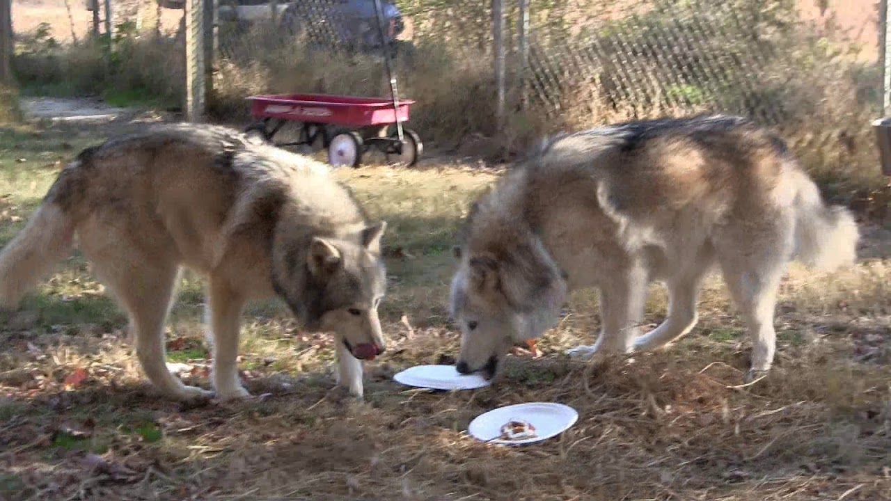 Wolves Pumpkin pie 2017 - YouTube