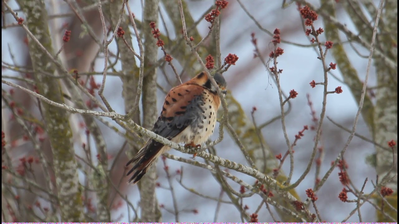American Kestrel on the Samish Flats - YouTube