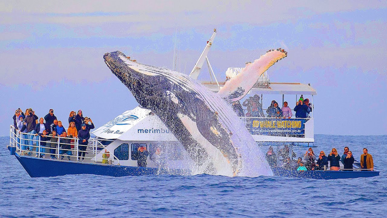 Boat Fails and Incredible Moments Caught On Camera - YouTube