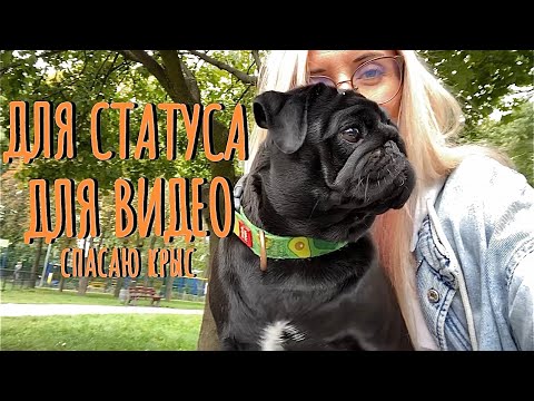 ВЛОГ: Для СТАТУСА, для ВИДЕО. Спасаю крыс. Опасный Тик Ток