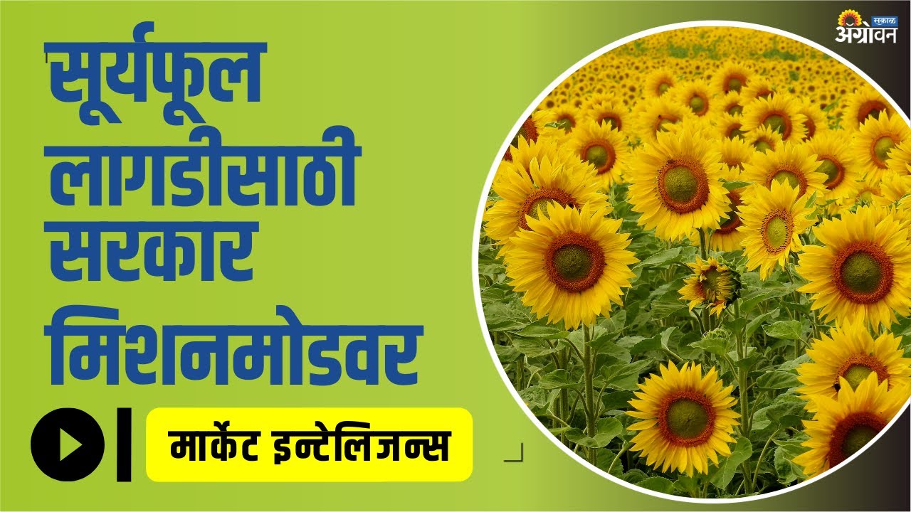 देशात Sunflower Sowing वाढीसाठी Scheme राबविणार | Suryful Bajarbhav ...