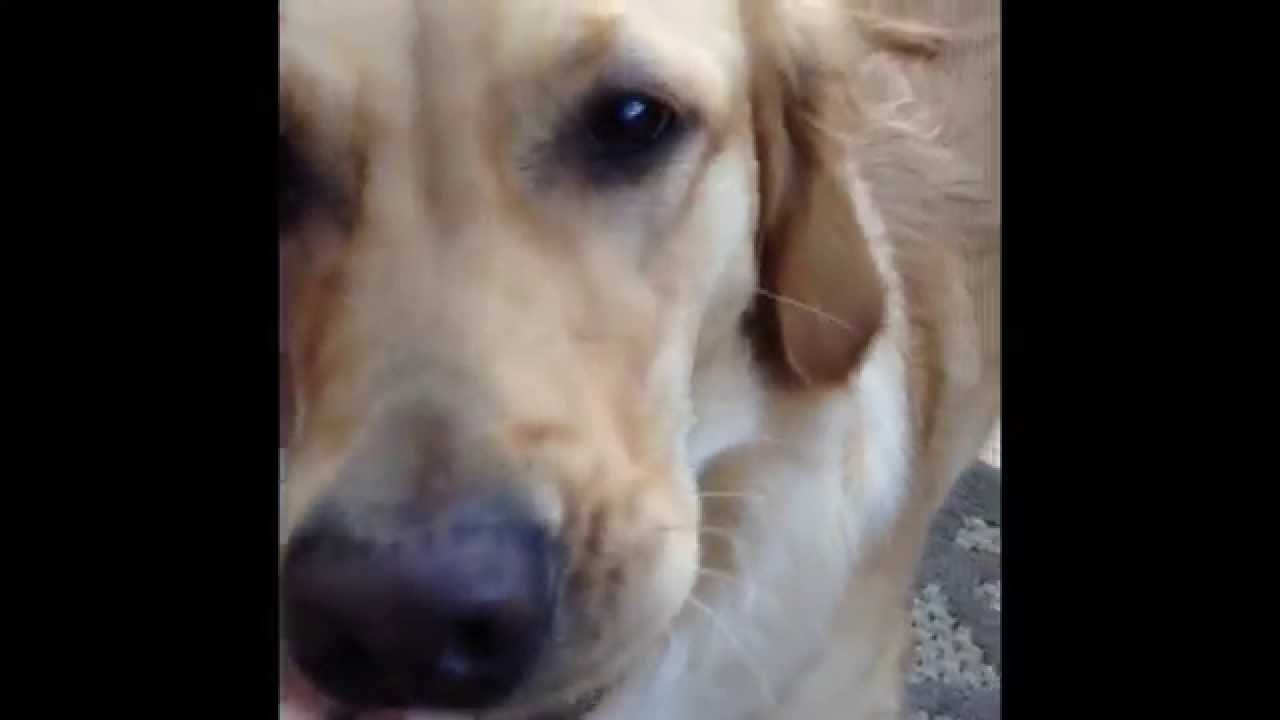 How to test your dog strength - YouTube