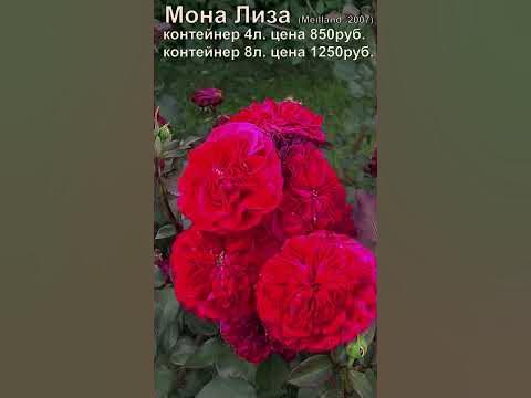 Роза Мона Лиза в продаже! 1.07.23 - YouTube