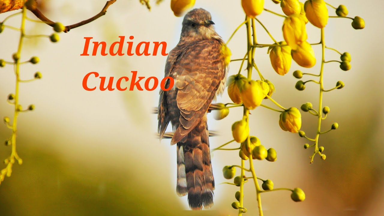 #Indian Cuckoo#Vishu Festival Greetings, #Vishu Pakshi,#Kanikonna ...