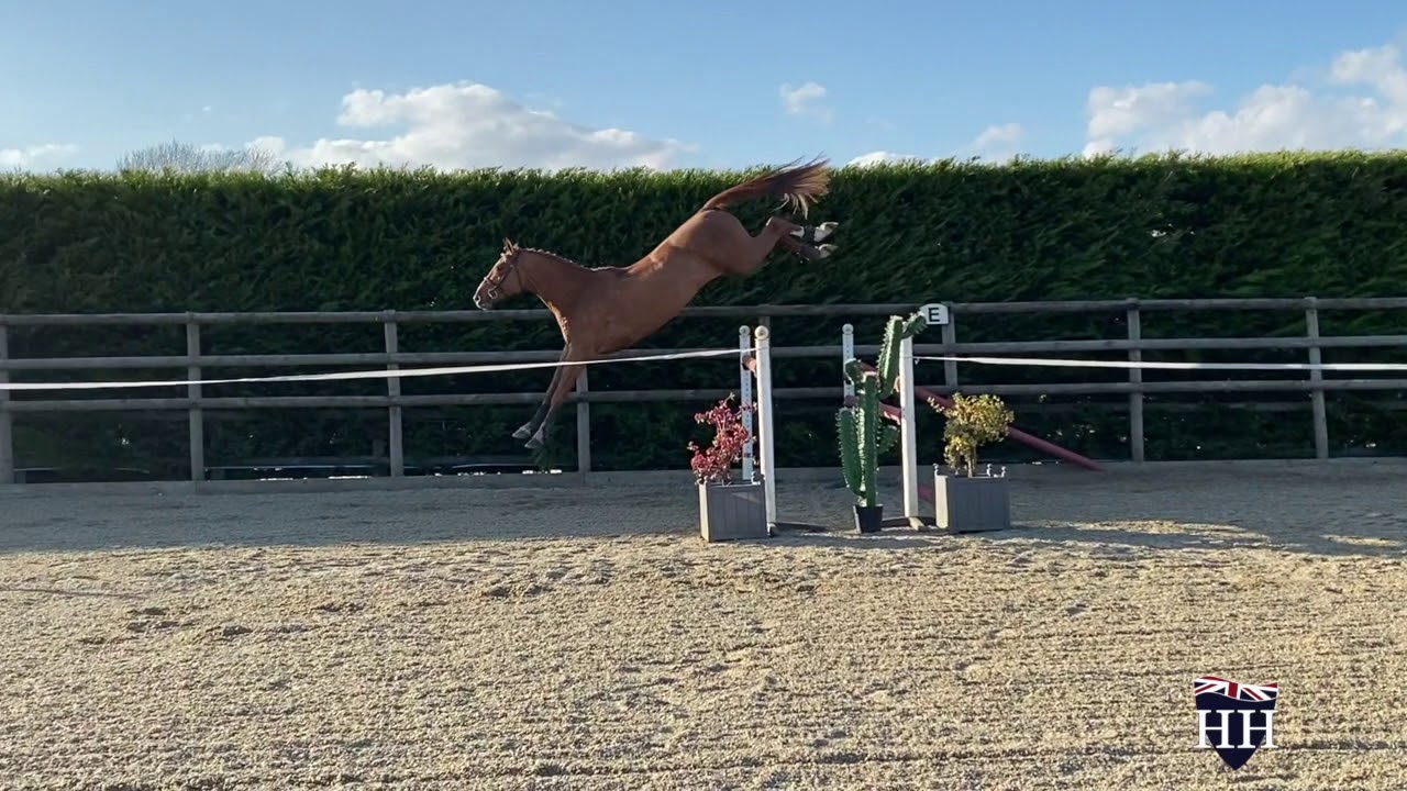 Diamant De Semilly x Stakkato Stallion - YouTube