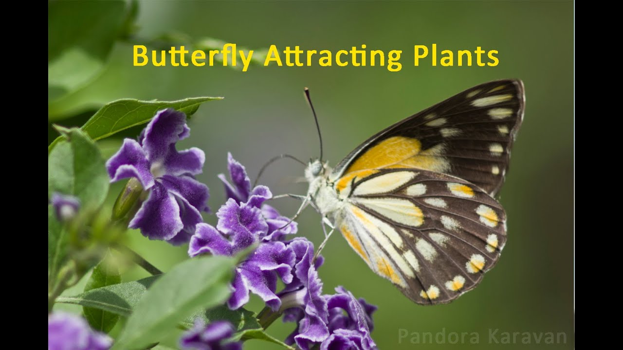 Butterfly attracting plants #3 - thornless caper (with Frank Jordan ...