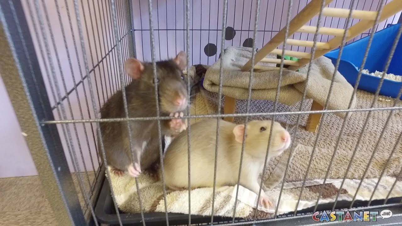 Playful rats need a home - YouTube