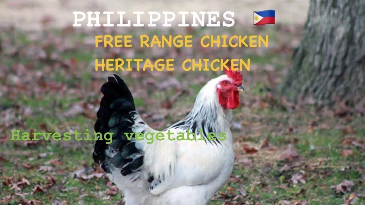 Our 1 Hectare Farm in the Philippines - YouTube