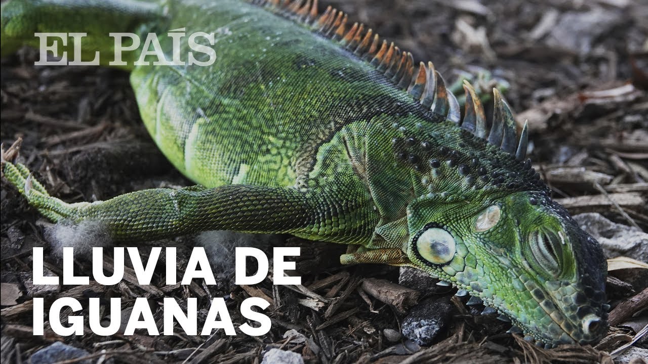 LLUVIA DE IGUANAS en FLORIDA por las BAJAS TEMPERATURAS - YouTube