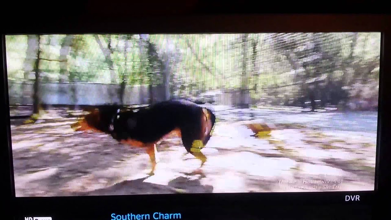 Three Legged Dog - Glitch in the Matrix? - YouTube