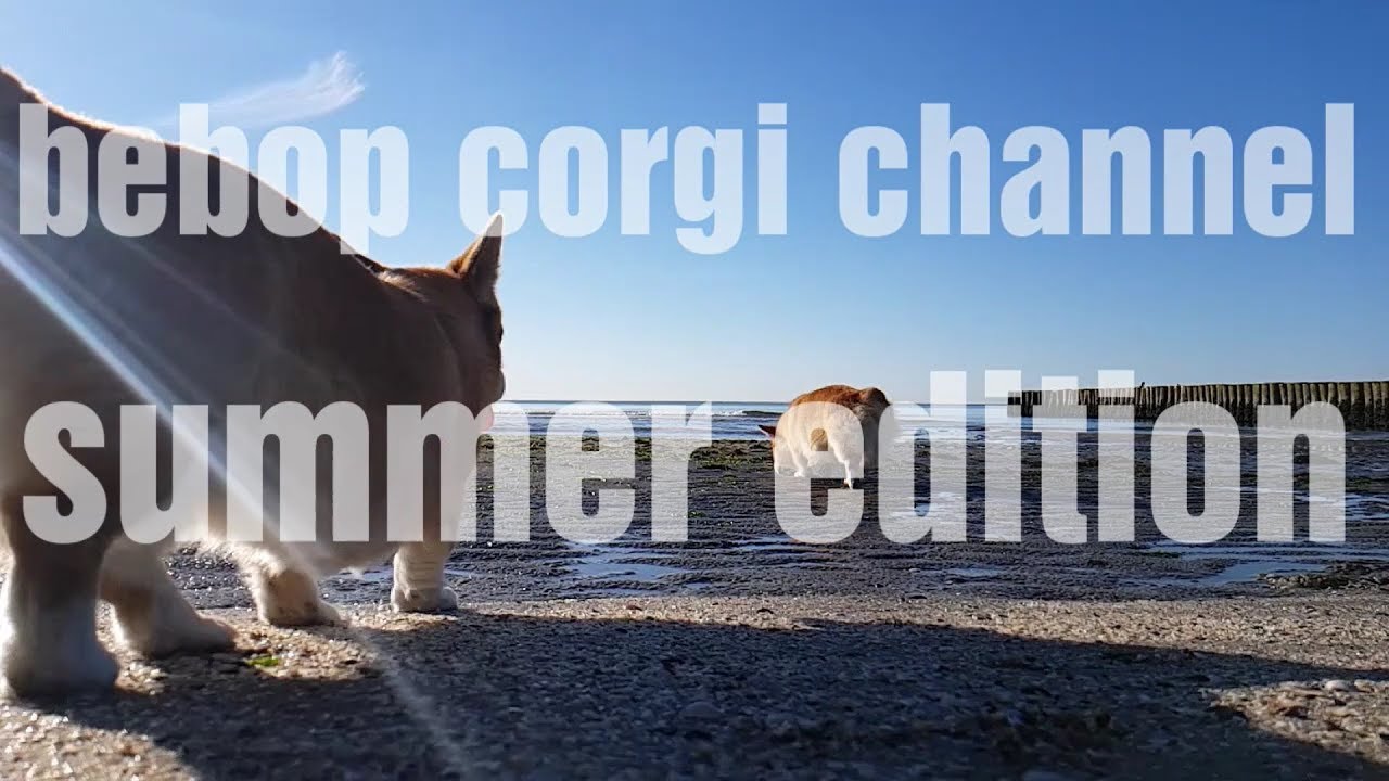 the bebop corgi channel - summer edition - YouTube