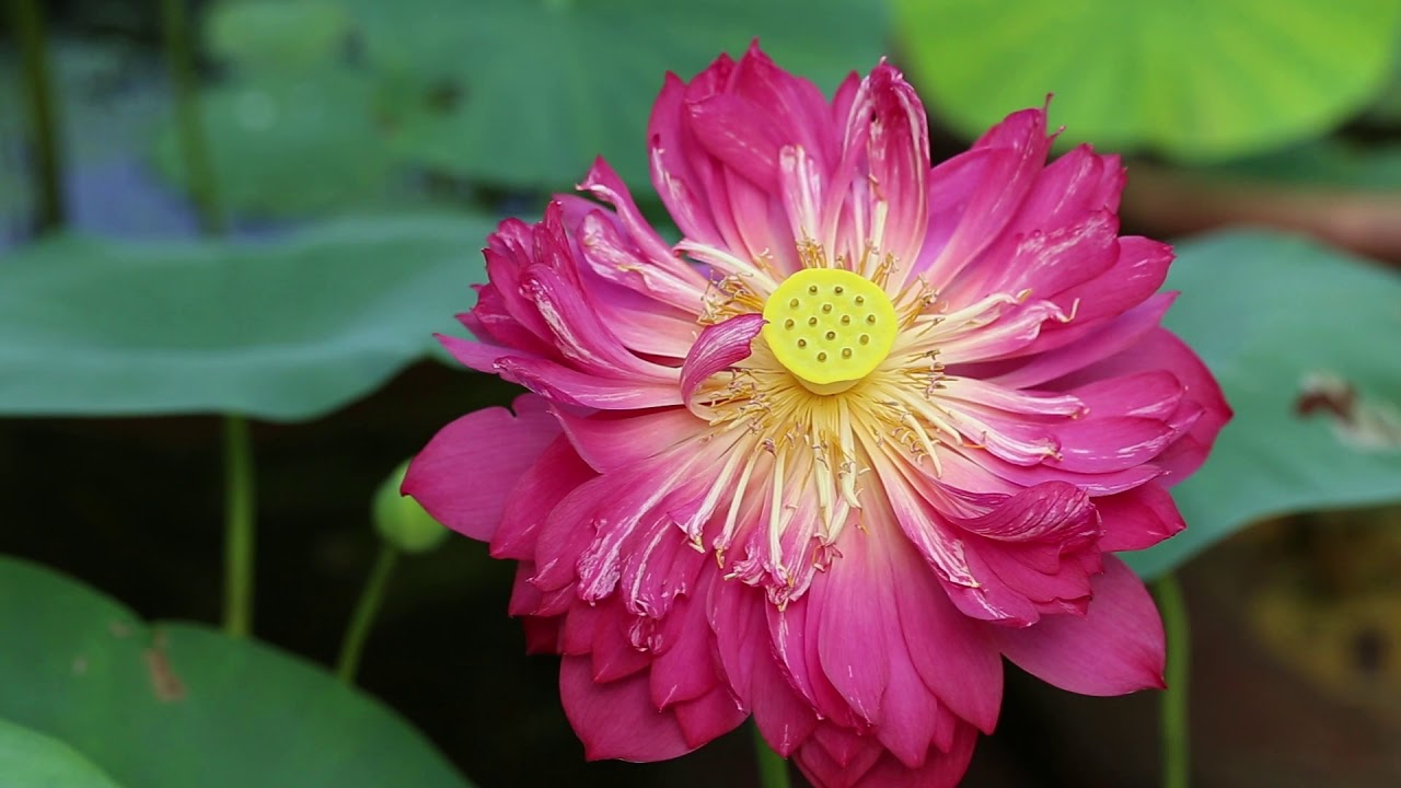 Hoa sen 2020 - YouTube