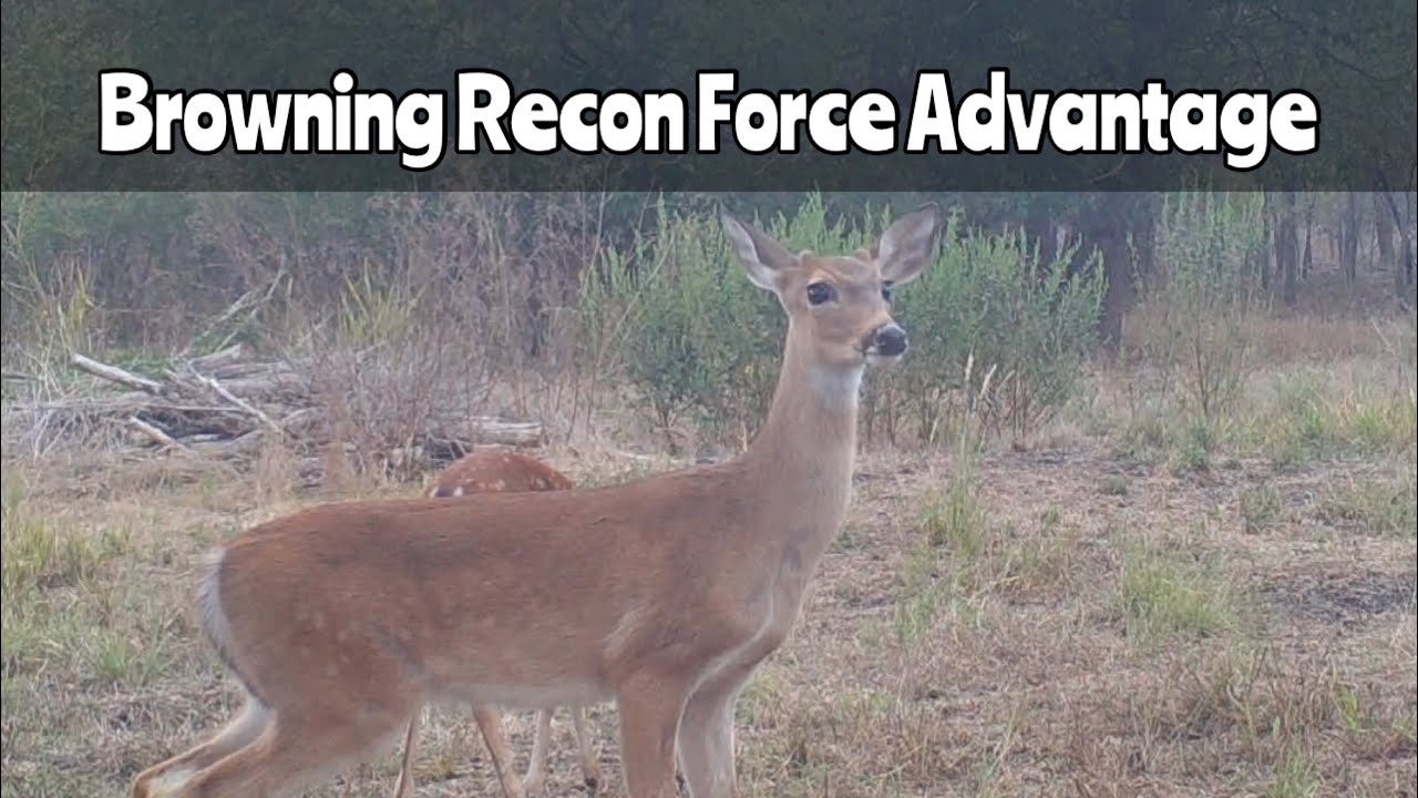 Deer Feeder #1: Browning Recon Force Advantage Oct. 6-13, 2023 - YouTube