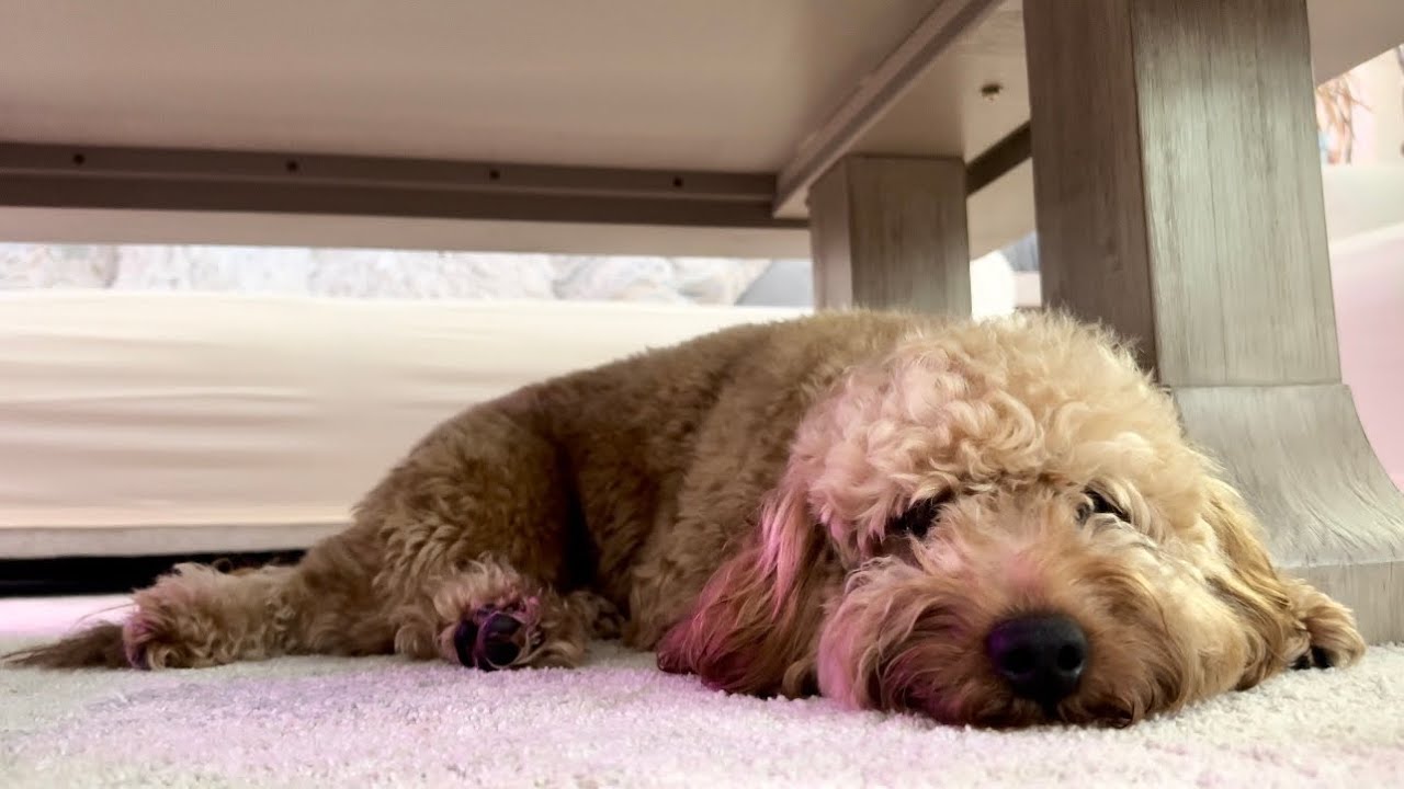 Mastering the art of napping in secret places - YouTube