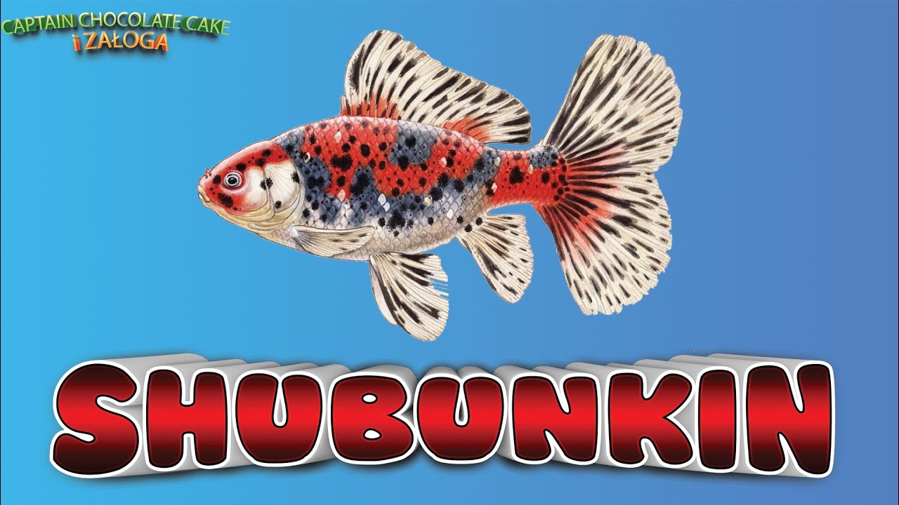 Szubunkin (shubunkin), odmiany. Czym jest kolor calico? - YouTube