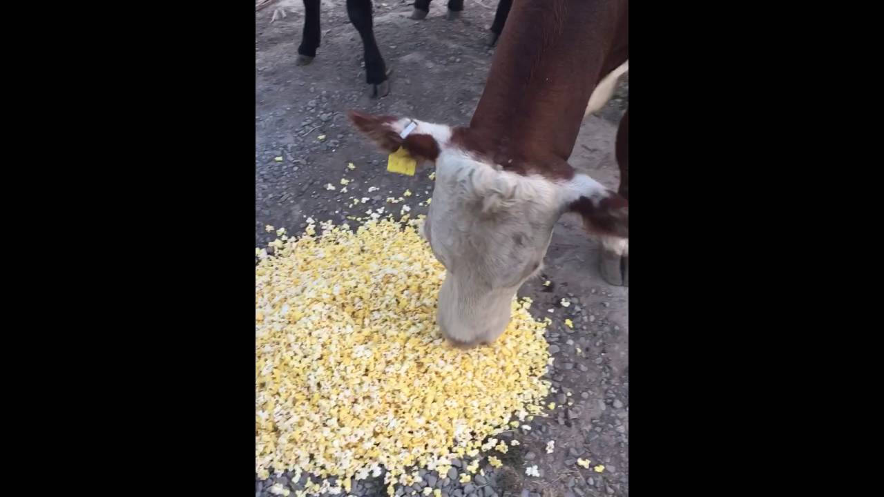 popcorn cow song - YouTube