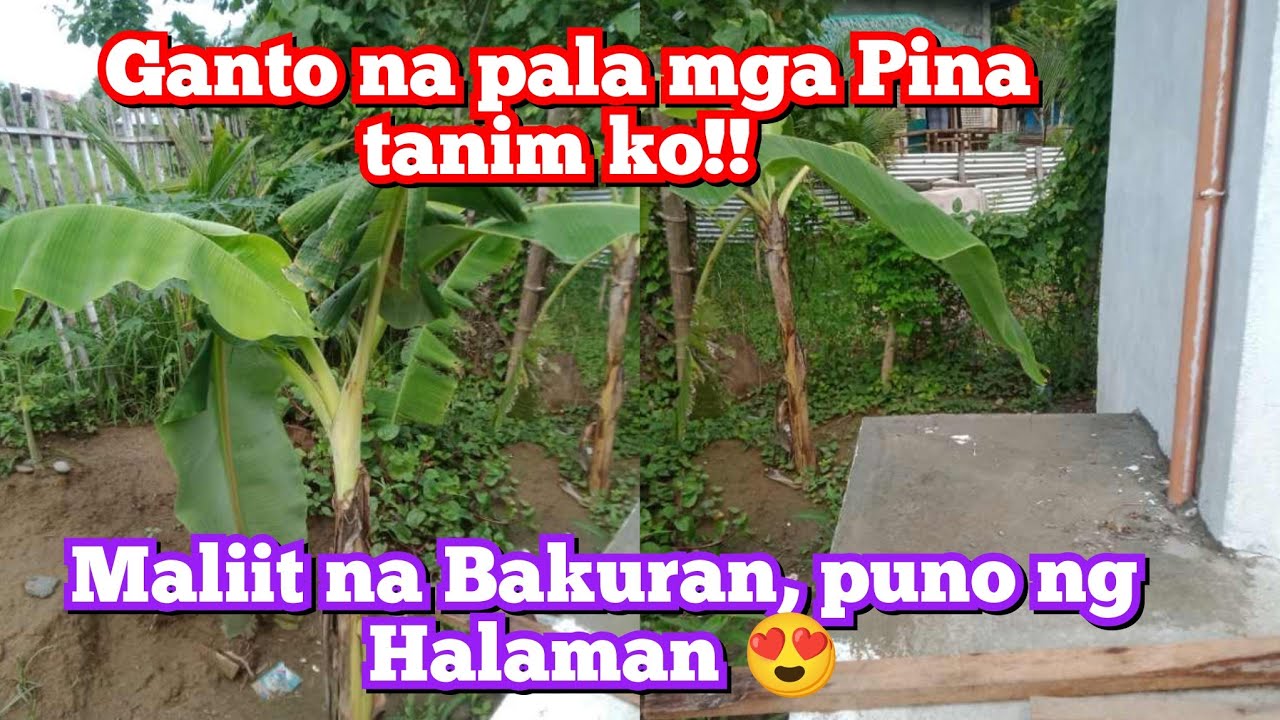 Update sa akingga Pina tanim na halaman sa aking bakuran. #viral # ...