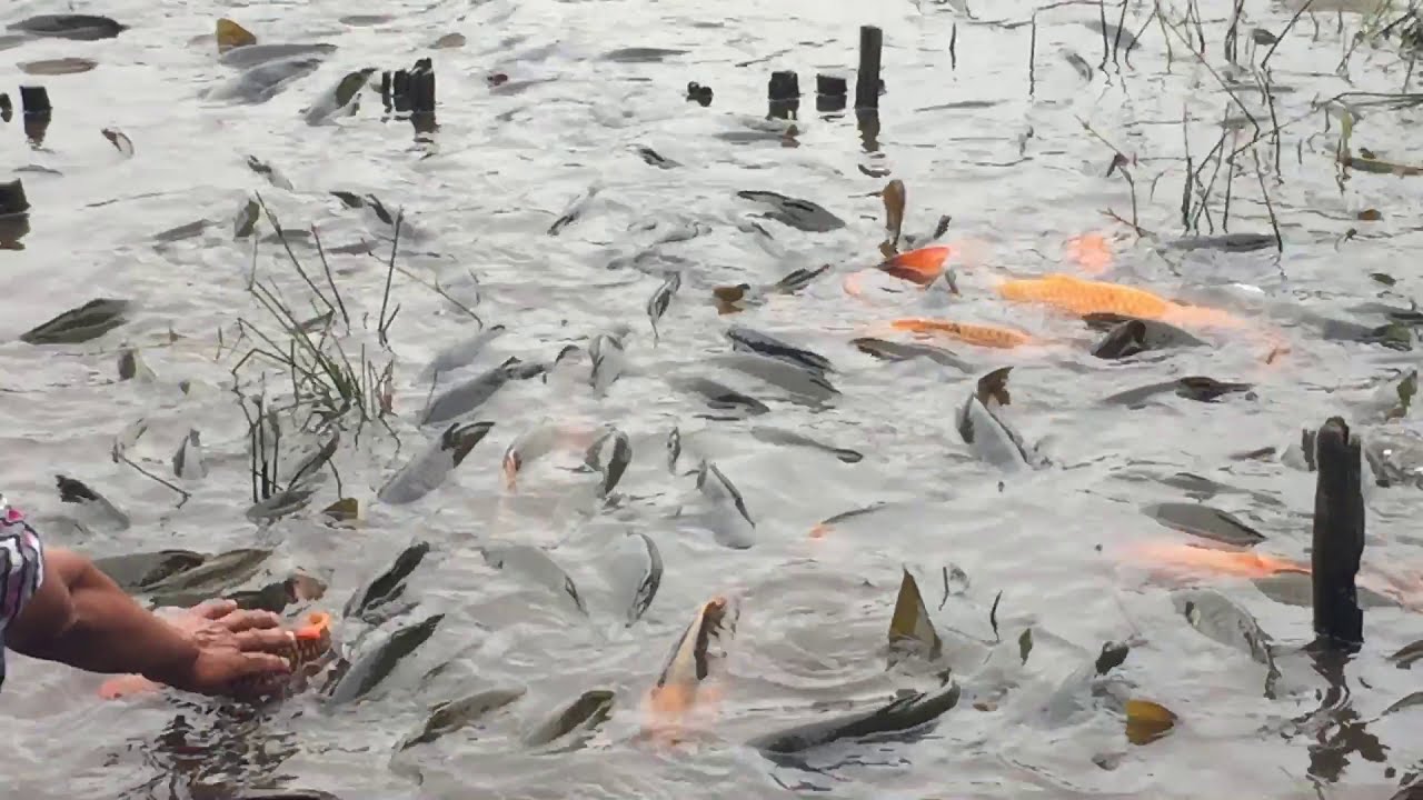 Telaga Ranjeng #Istana_gaib - YouTube