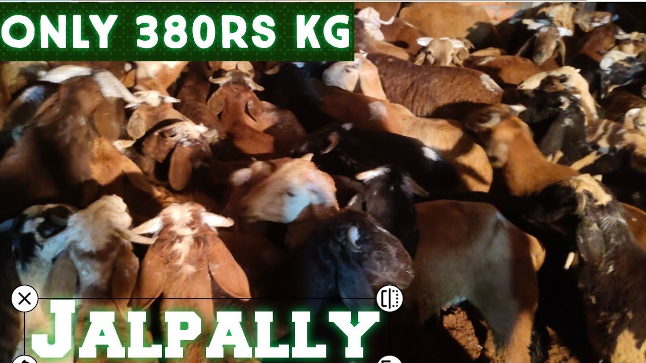 380 per kg | saste bakre in Jalpally gate hussaini farm | Telangana ...
