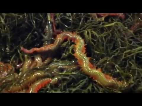 Sea worms aka Seaworms for Tautog and Striped Bass Fishing - YouTube