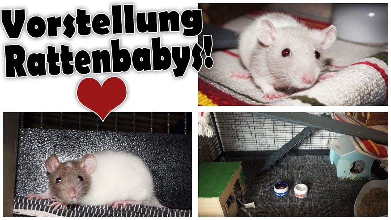 Vorstellung neuer Rattenbabys! - YouTube