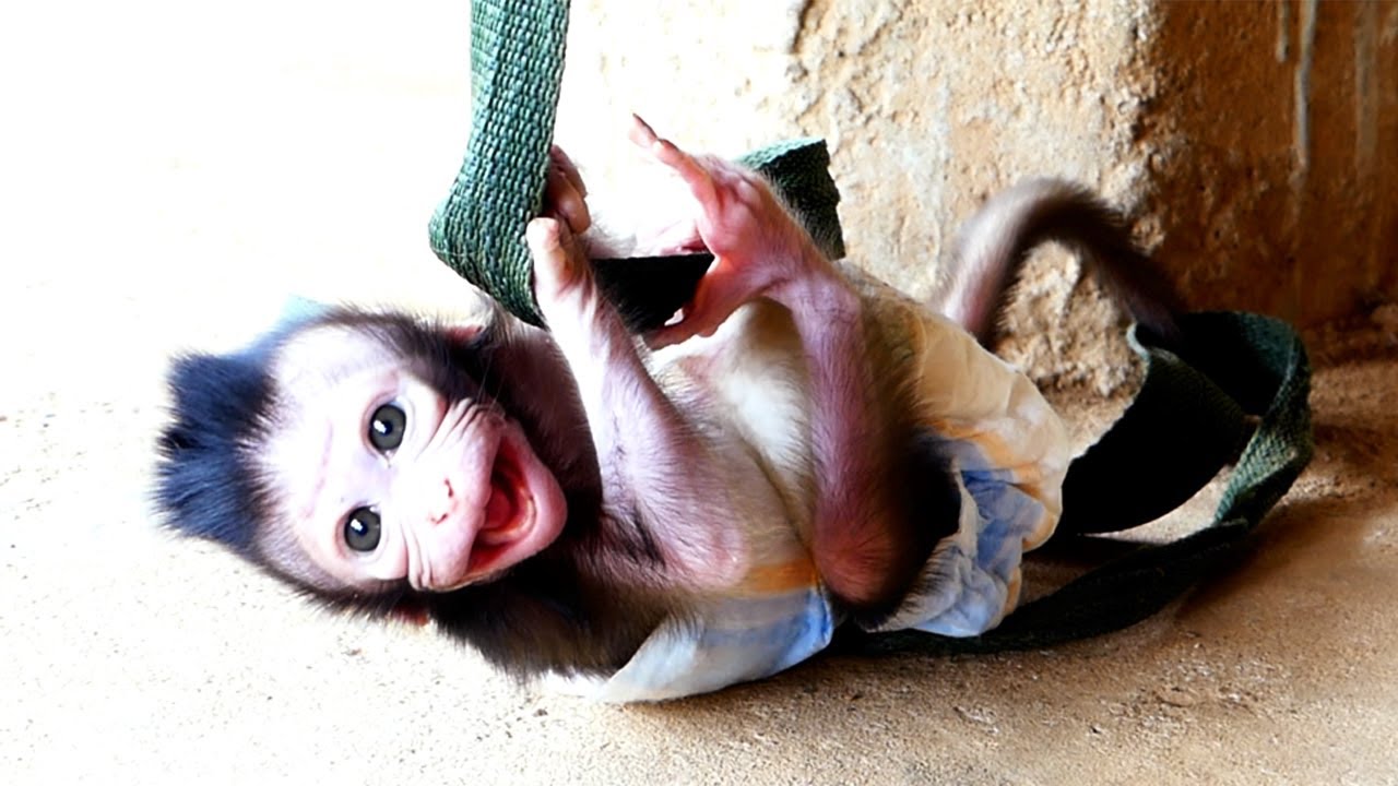Sad baby Momo tries to hold on to the ropes, cries softly - because he ...