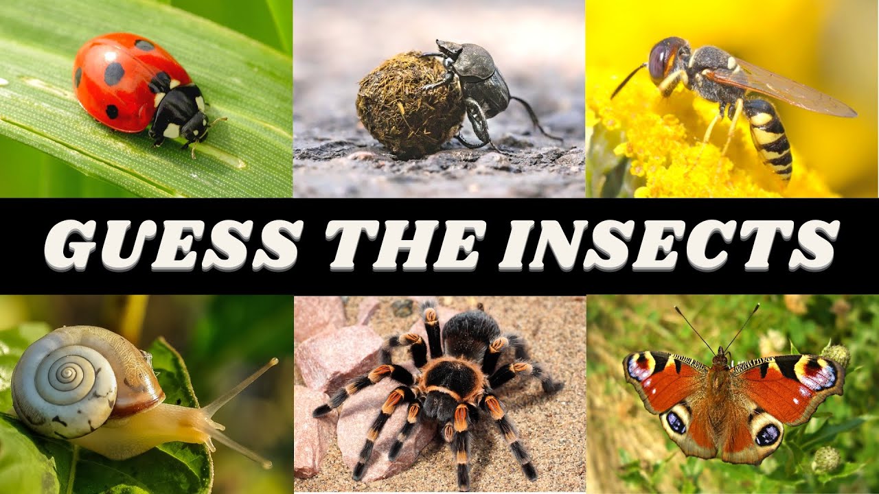 Guess The Insect By Image | Can You Guess These The Insect By The Image ...
