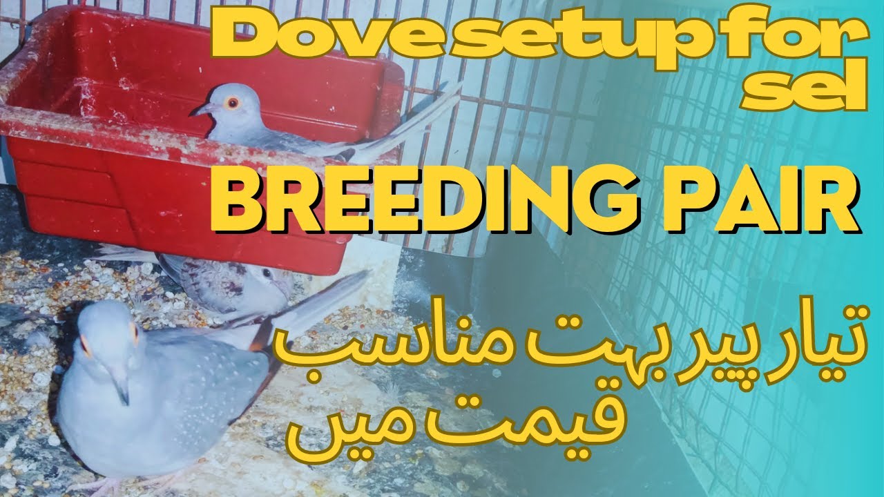 Diamond dove setup for sell for low price #dove #diamond #video - YouTube