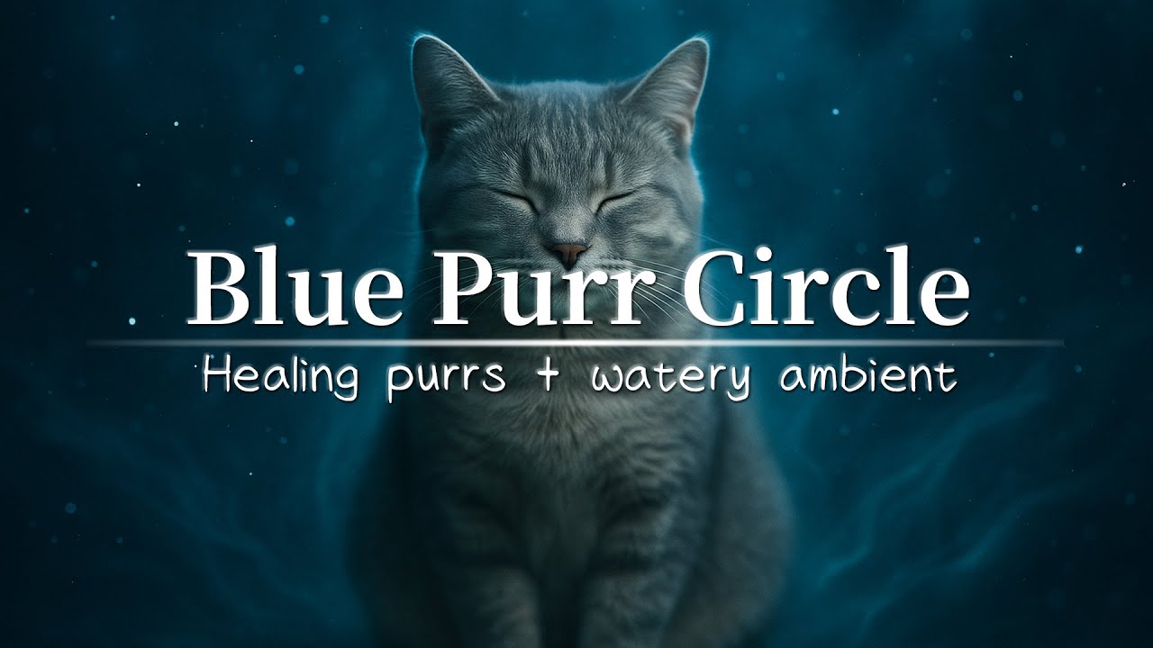 Blue Purr Circle — 3h Cat Purrs + Meditation for Mindfulness, Dopamine ...