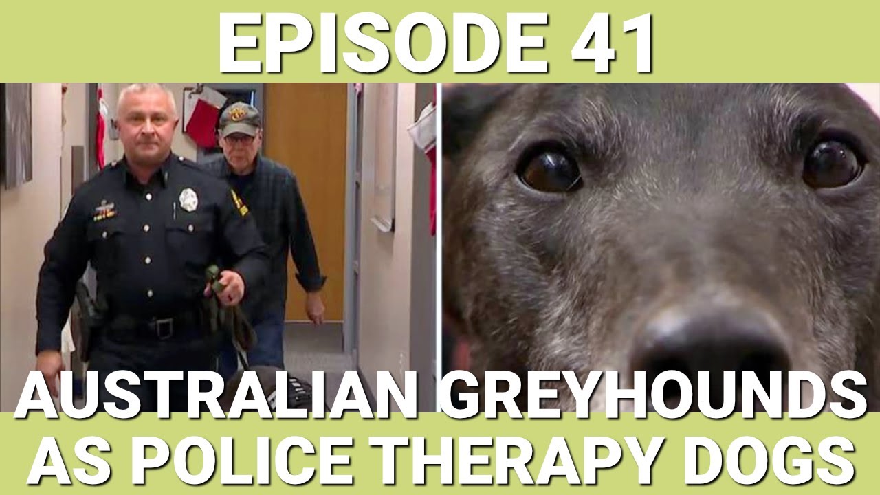 Episode 41 - Australian Racing Greyhounds as Police Therapy Dogs - YouTube