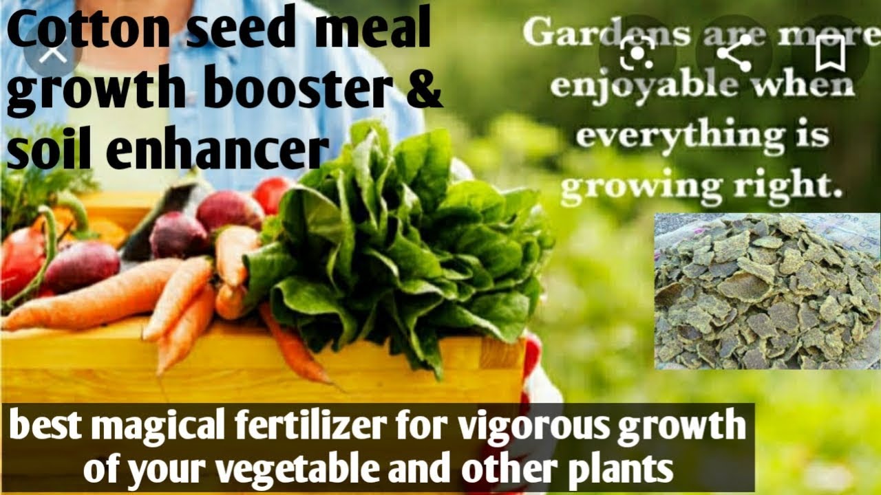 Cotton seed meal fertilizer/ best fertilizer in growing period/ Urdu ...