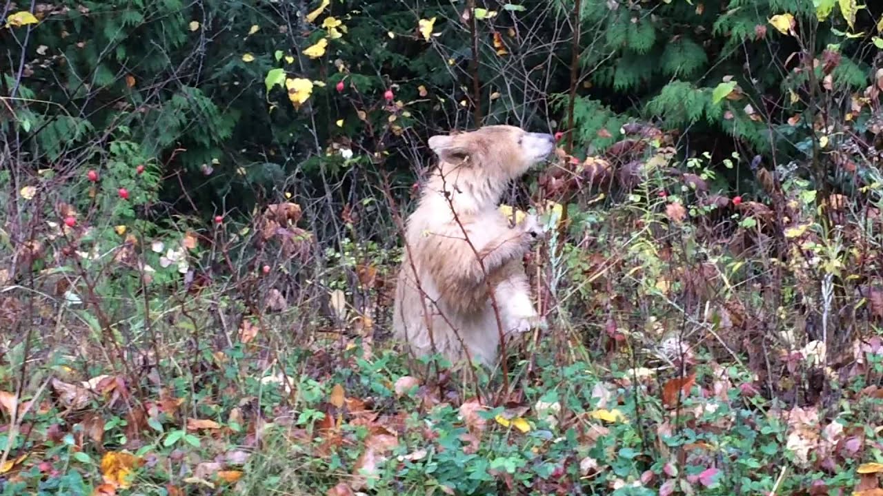 The Spirit Bear / Kermode Bear, cub - YouTube