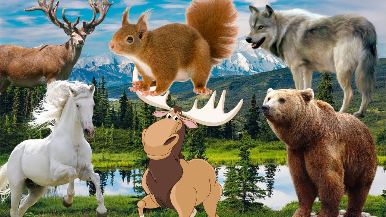 North American Animals Sound - beaver, bald eagel, moose, elk, squirrel ...