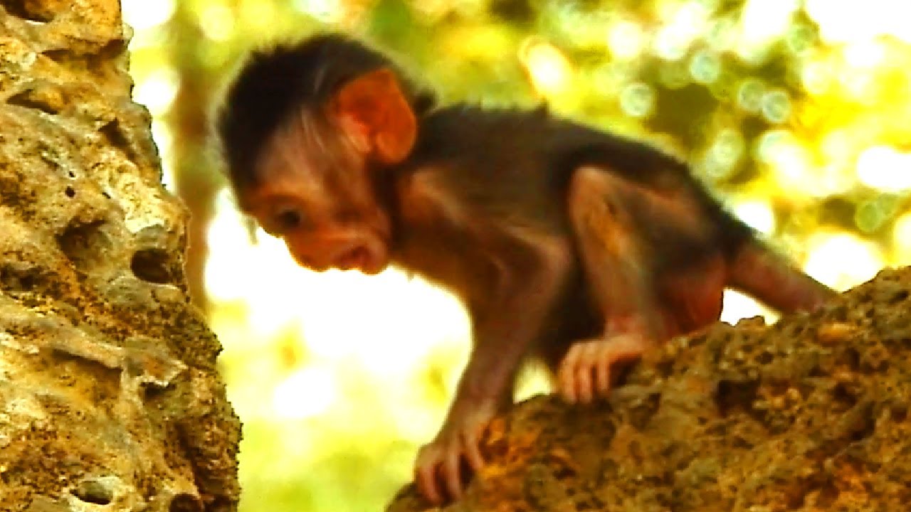 SO SCARED OF BABY MONKEY TO SLIP DOWN// CRYING LITTLE BABY MONKEY ...