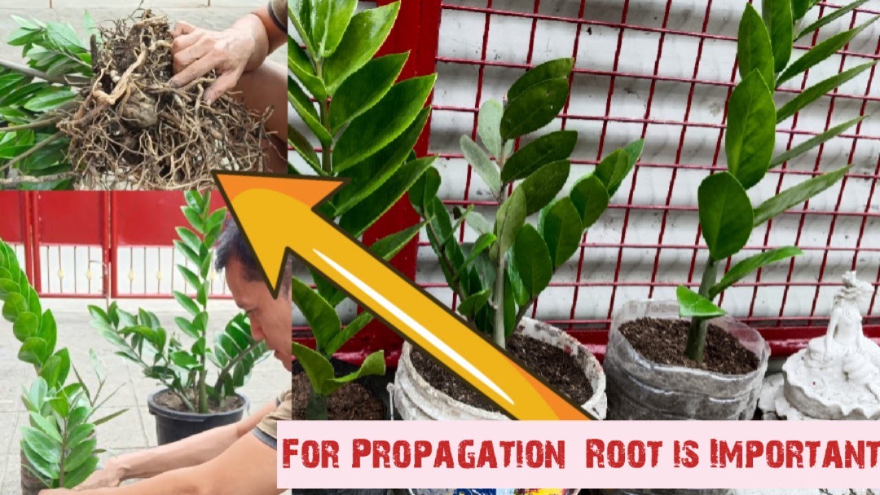 #zzplant#welcomeplant#Propagate How to Propagate the ZZ plant known as ...