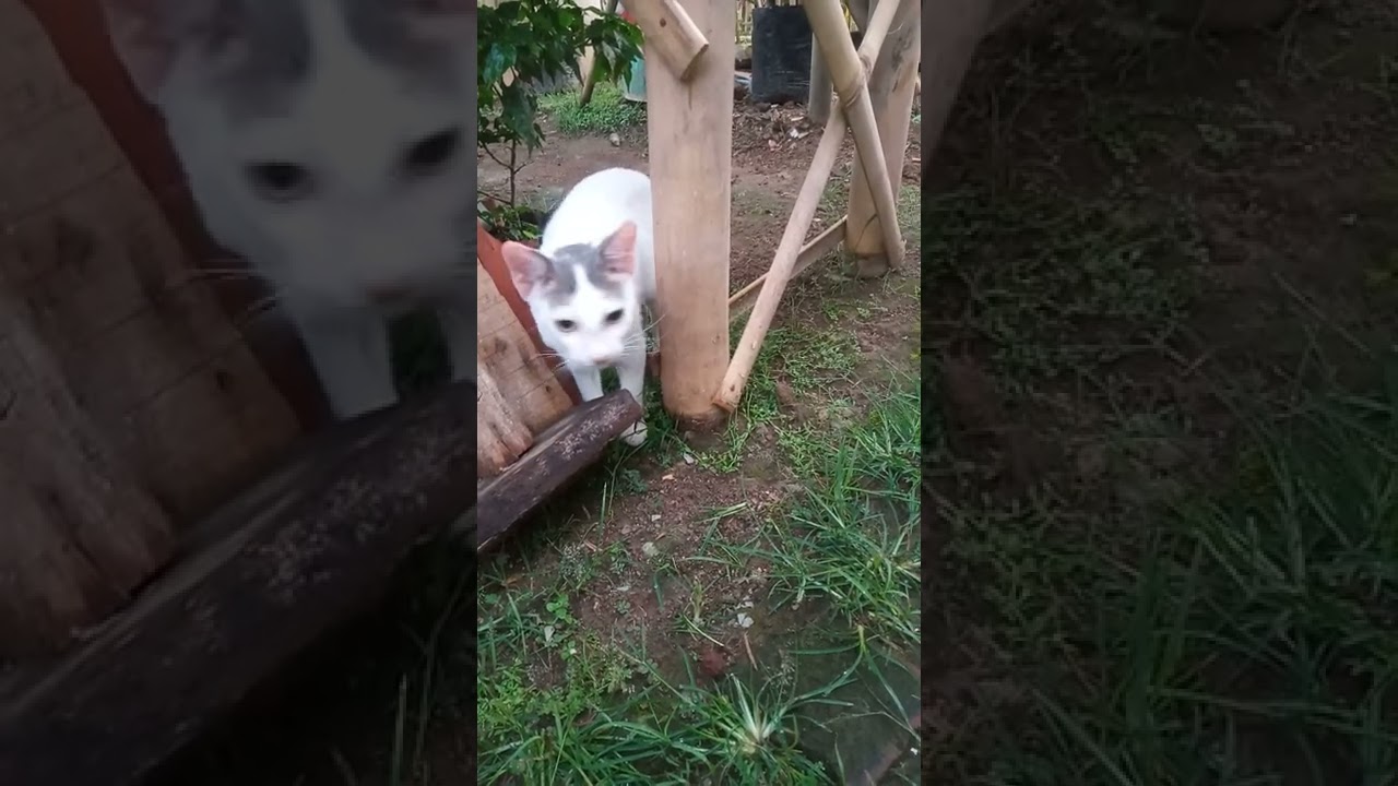 Iqbal after berak #kitten #cat - YouTube