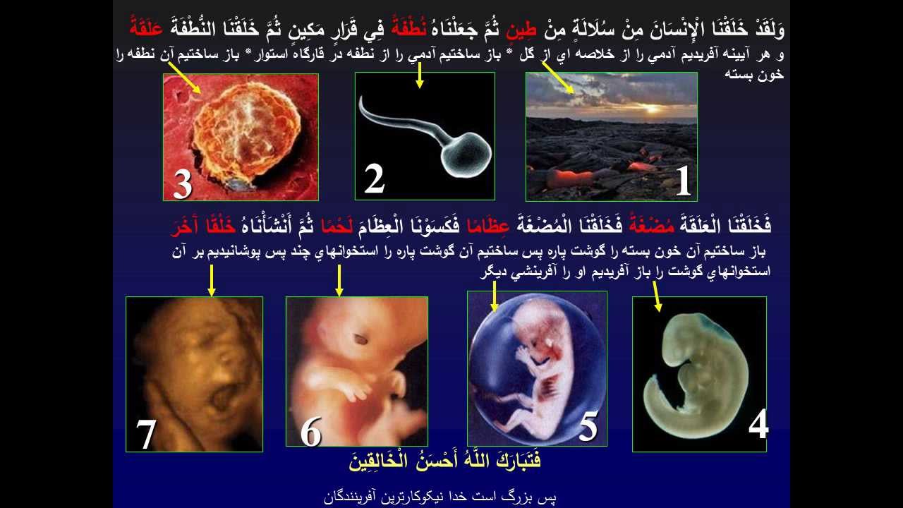 مراحل خلقت انسان Youtube