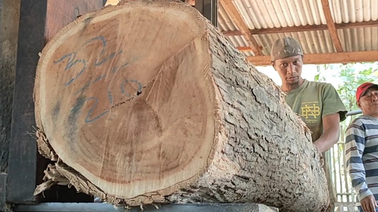 large teak wood in a saw mill assembly machine - YouTube
